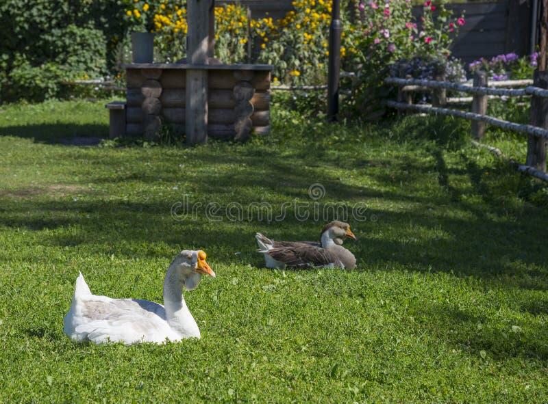 Domestic Geese in the Pasture Stock Image - Image of rural, farm: 180750889