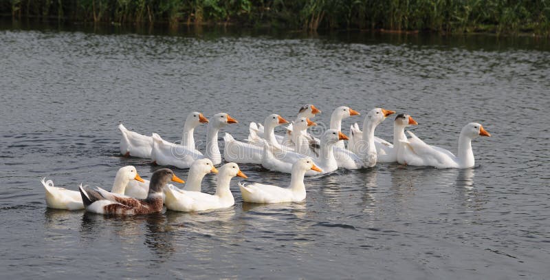 Domestic geese in a pond stock photo. Image of pond, neck - 27940152