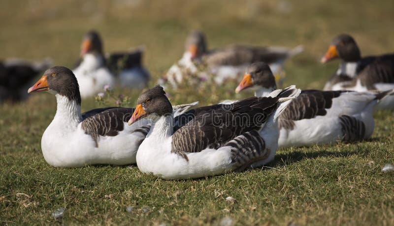 Domestic Geese Sleeping stock image. Image of greylag - 33393315