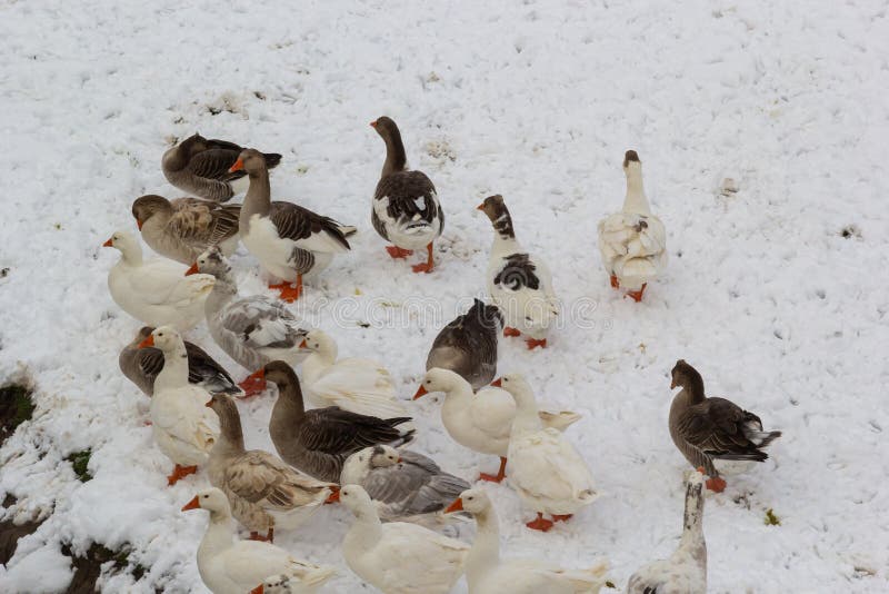 Domestic Geese Walk in the Snow in the Countryside Stock Image - Image ...