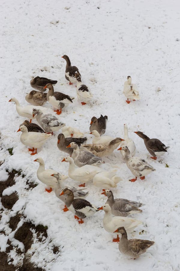 Domestic Geese Walk in the Snow in the Countryside Stock Image - Image ...