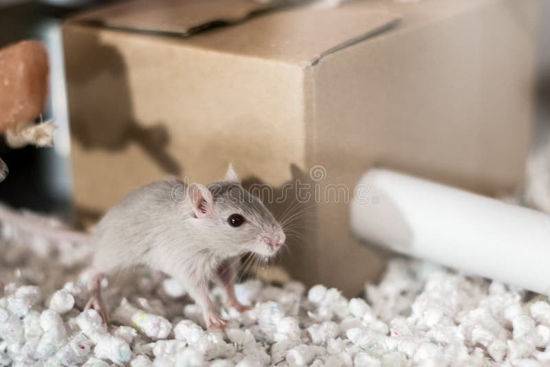 Cute grey mouse stock image. Image of animal, closeup - 209637667
