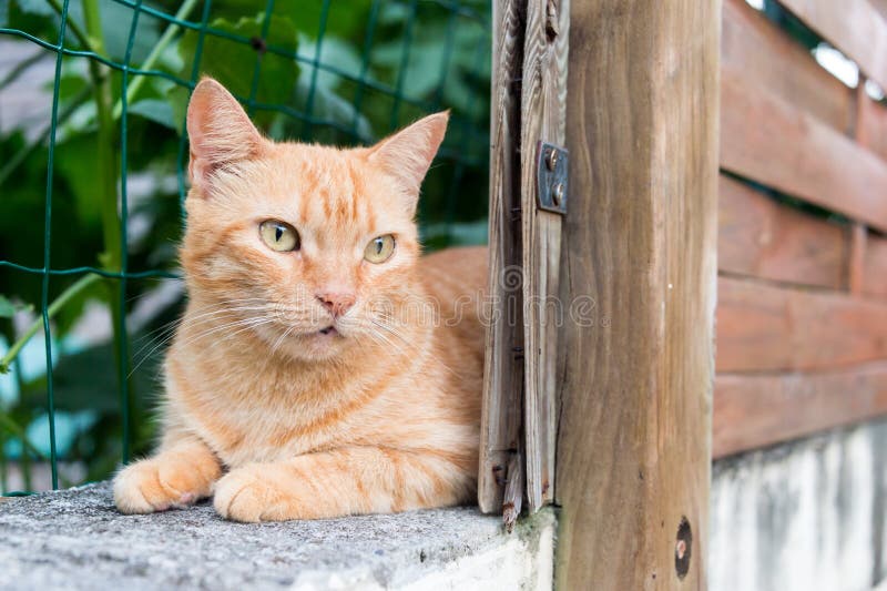 Domestic ginger cat stock image. Image of adorable, side - 104488327