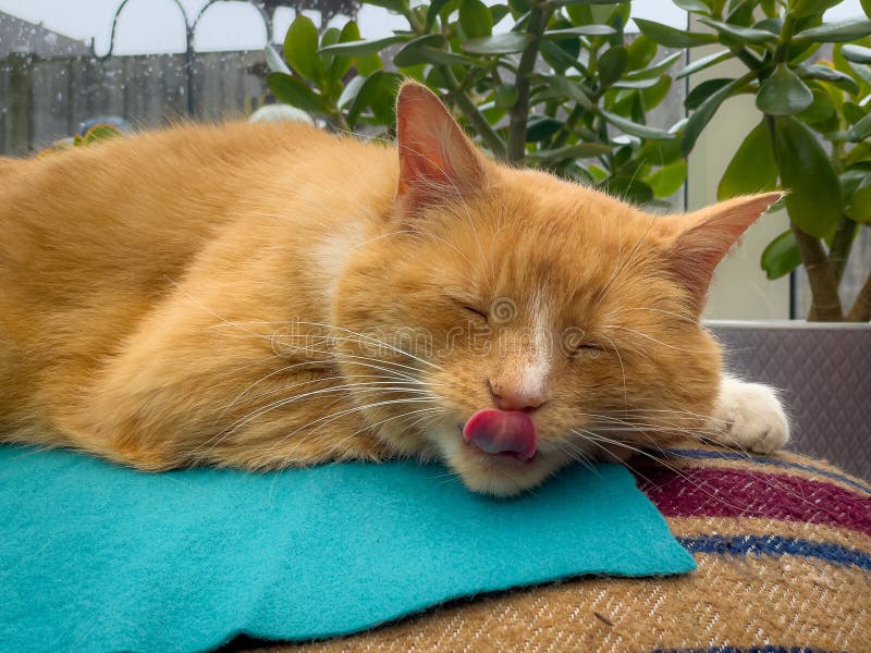 Domestic Ginger Cat Sleeping Stock Image - Image of funny, orange ...