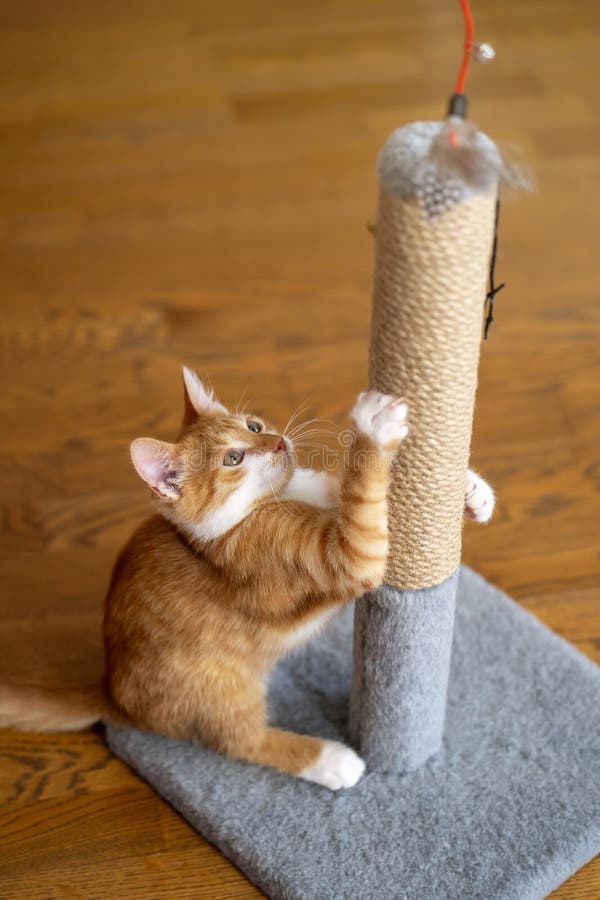 Domestic Ginger Little Cute Kitten Plays with a Scratching Post. Fun ...