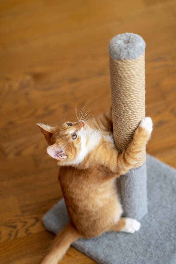 Domestic Ginger Little Cute Kitten Plays with a Scratching Post. Stock ...