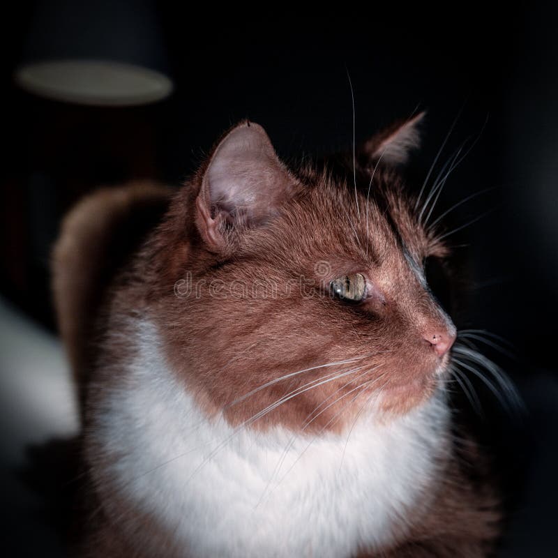 Domestic ginger tom cat stock image. Image of fluffy - 205976867