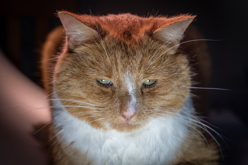 Domestic ginger tom cat stock photo. Image of eyes, pets - 205976876