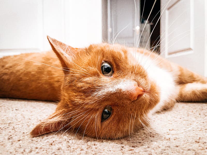 Domestic ginger tom cat stock photo. Image of meow, home - 205976902