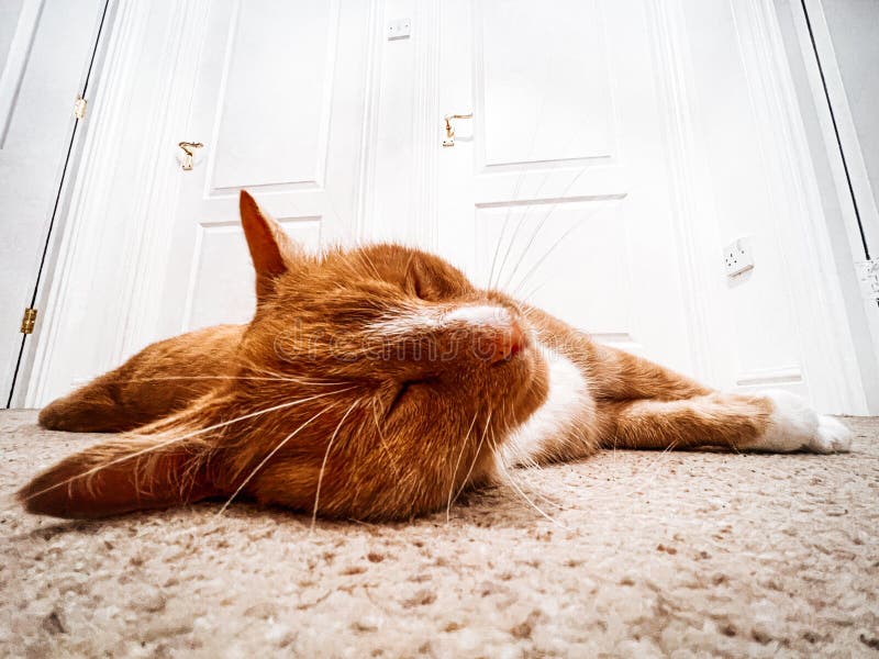 Domestic ginger tom cat stock photo. Image of mammal - 205976914