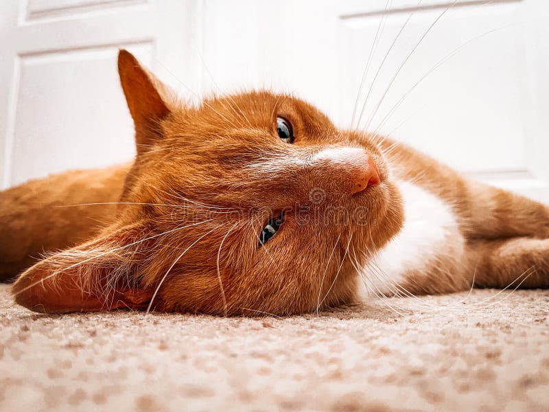 Domestic ginger tom cat stock image. Image of feline - 205976927