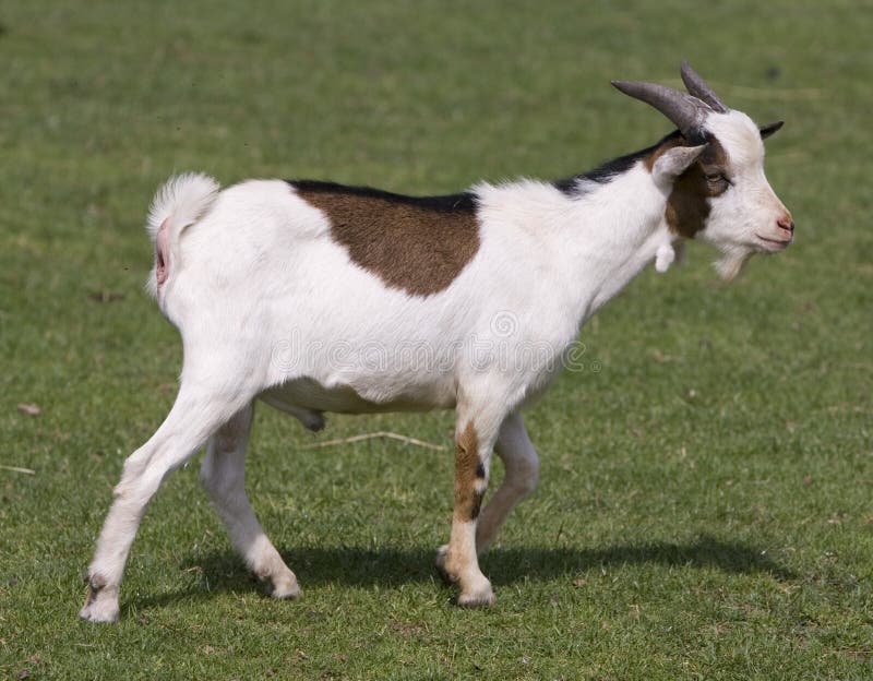 510 Side Profile Goat Stock Photos - Free & Royalty-Free Stock Photos ...