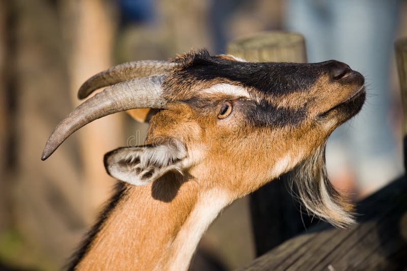 Domestic Goat stock image. Image of shallow, mammal, horned - 23782541