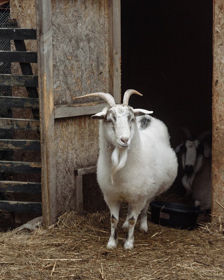 Domestic Goat or Capra Hircus Stock Image - Image of alushta, outdoor ...