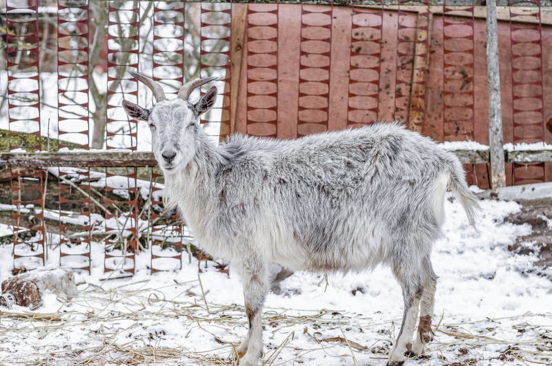 Domestic Goat on a Farm in the Snow Stock Photo - Image of green, cold ...