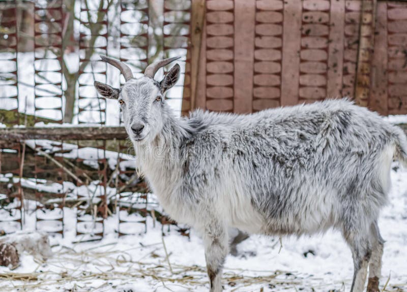 Domestic Goat on a Farm in the Snow Stock Photo - Image of funny ...