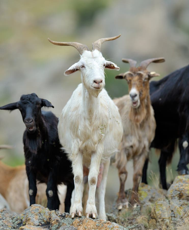Domestic goats on field stock photo. Image of mammal, herd - 8140012
