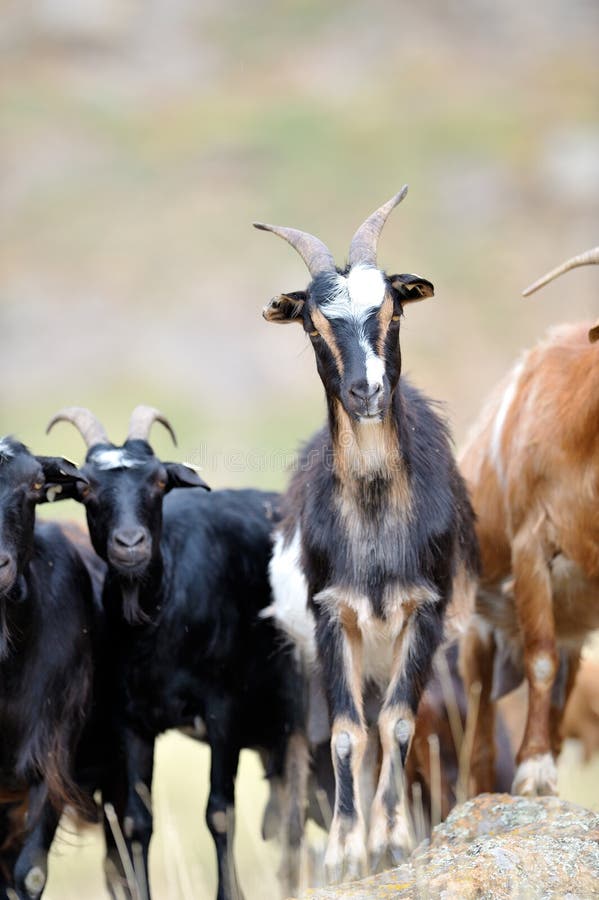 Domestic goats on field stock photo. Image of mammal, herd - 8140012