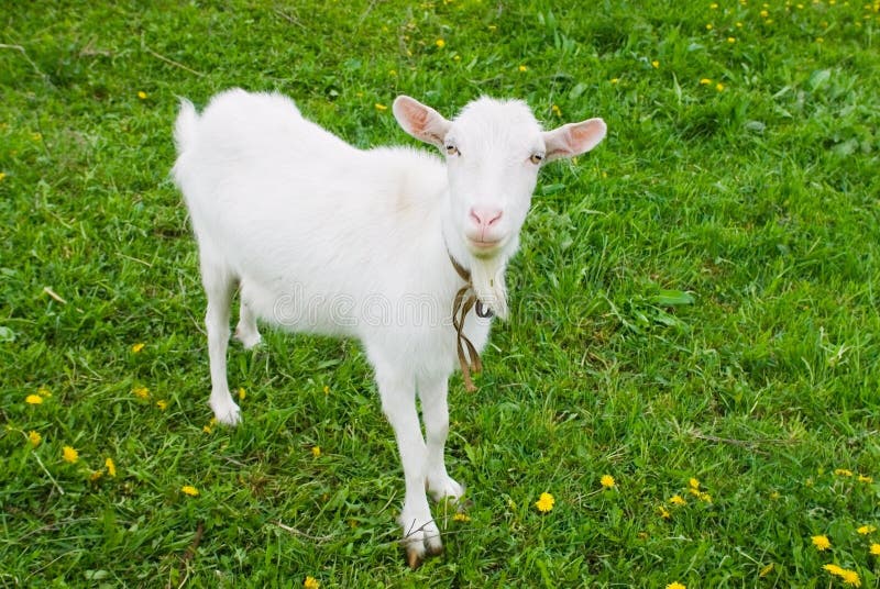 Domestic Goat- goatling stock photo. Image of domestic - 9757134
