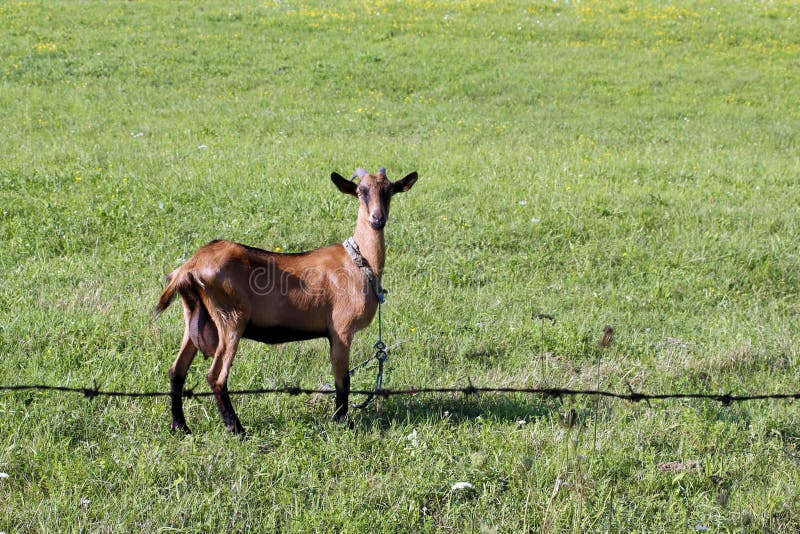 Domestic Goat in the Garden Stock Photo - Image of domestic, scene ...