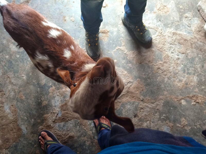 A Domestic Goat Looking Upside Stock Image - Image of domestic, face ...