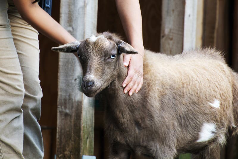 Molly Bead the Goat stock image. Image of caring, mixture - 282209609