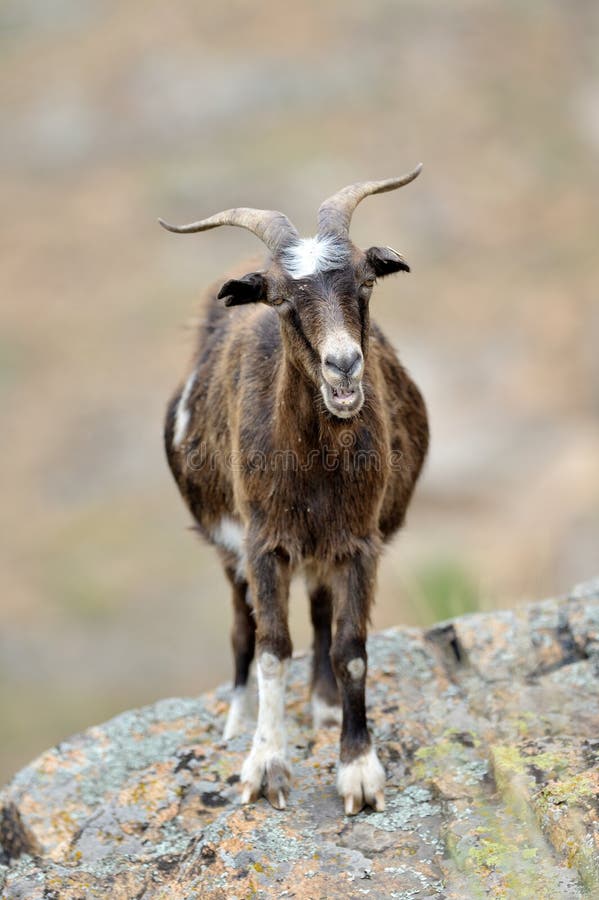 Domestic goat outdoor stock image. Image of meadow, animal - 48126671