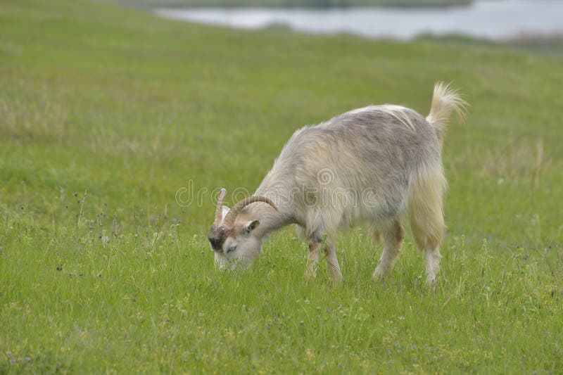 Domestic goat outdoor stock photo. Image of domestic - 42742474