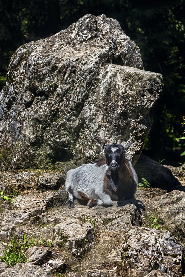 Domestic Goat on the Rock 1 Stock Image - Image of farm, graze: 188009027