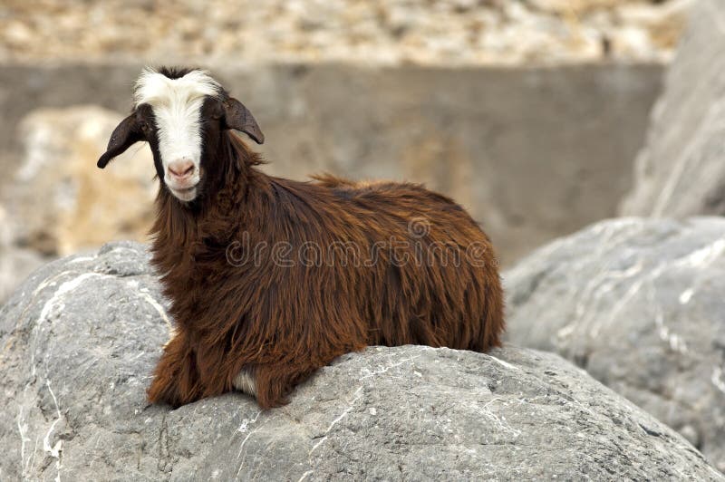 Domestic goat stock photo. Image of goat, farming, breeding - 30269224