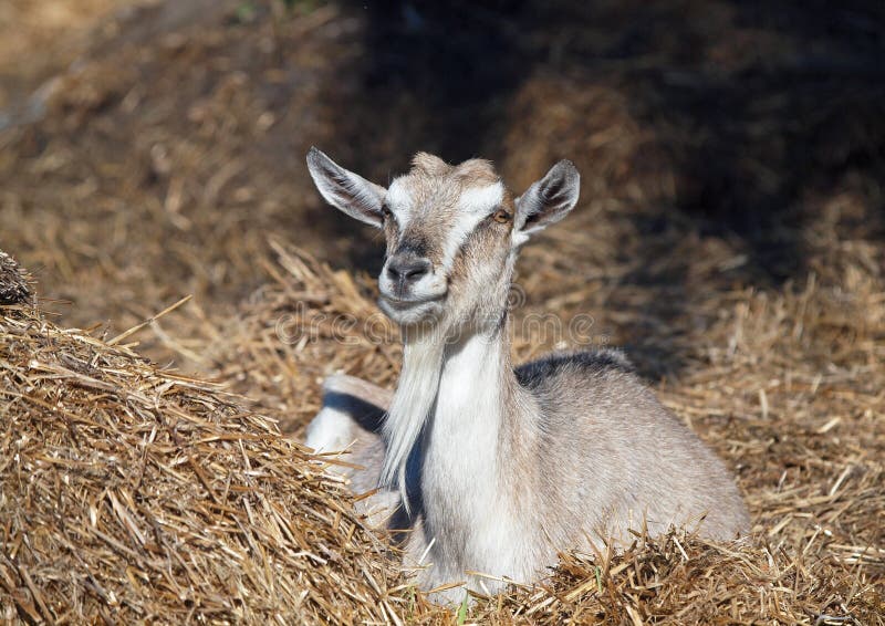 Domestic goat in a straw stock image. Image of rural - 75188739