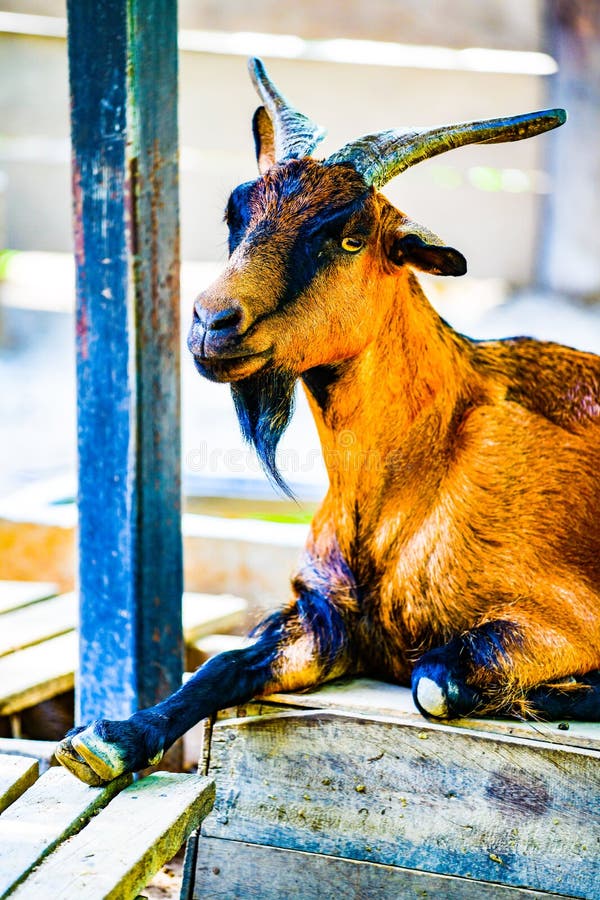 Domestic goat in Thai stock image. Image of rural, beautiful - 263642793