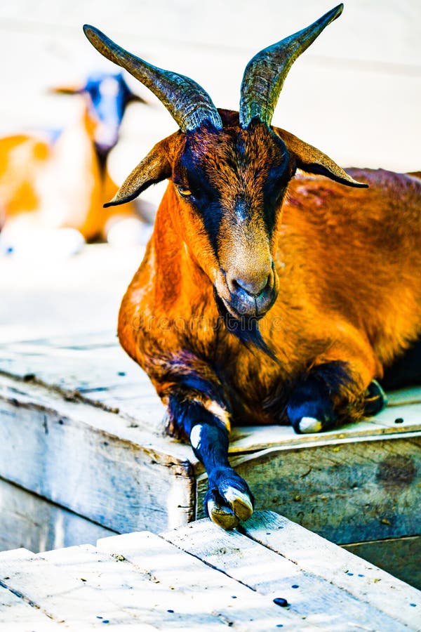 Domestic goat in Thai stock image. Image of horned, animal - 263642797