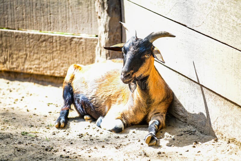 Domestic goat in Thai stock image. Image of rural, thai - 263785955