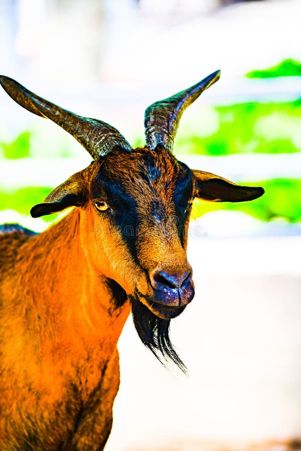 Domestic goat in Thai stock image. Image of countryside - 263785975