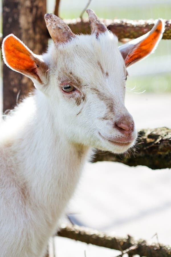 Domestic goatling stock photo. Image of animal, portrait - 26908246