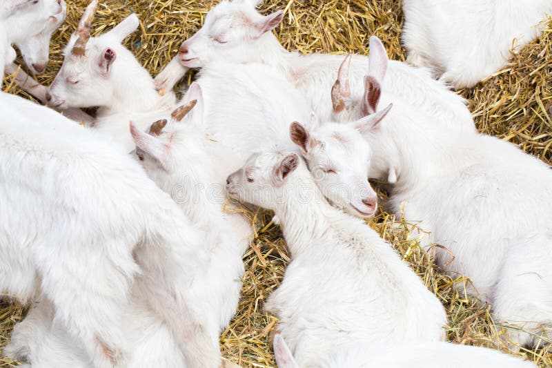 Domestic goats in the farm stock photo. Image of life - 284920264
