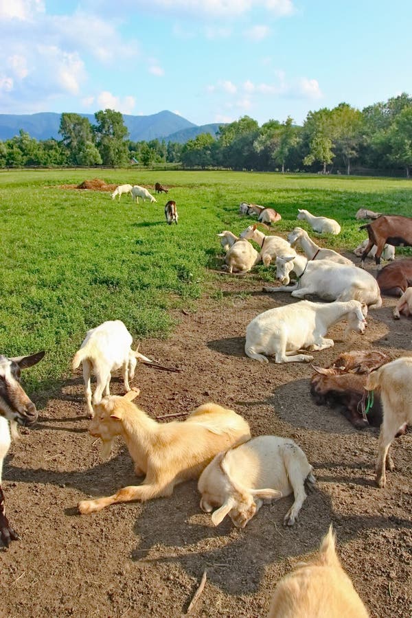 Domestic Goats stock image. Image of goat, bevy, dairy - 74760947