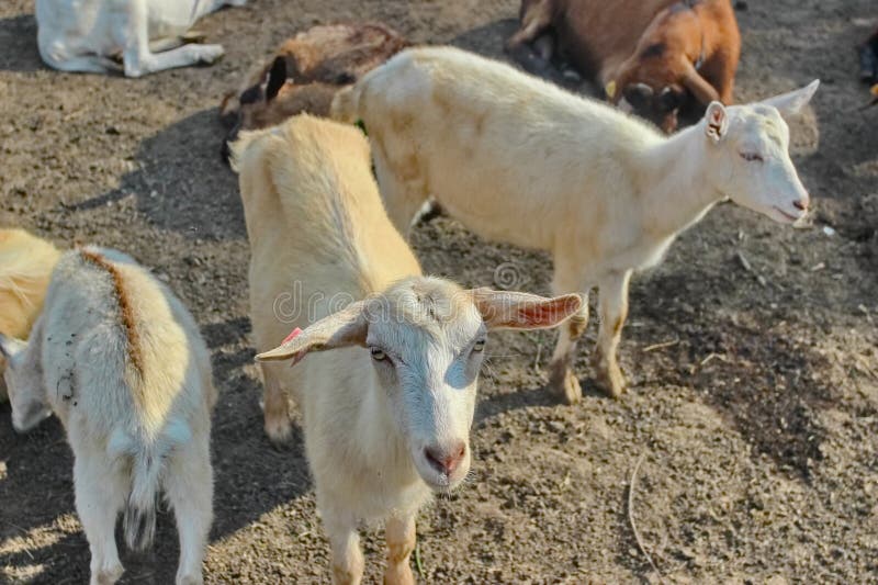 Domestic Goats stock photo. Image of herd, goats, grass - 74761238