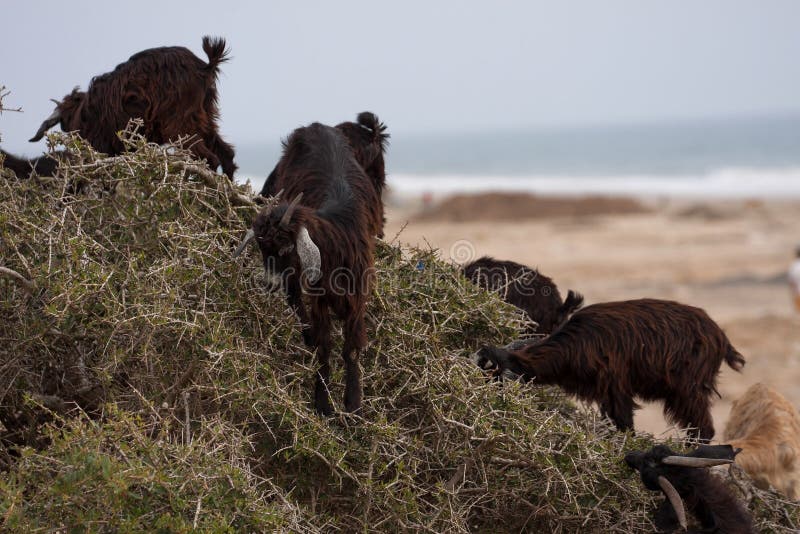 Domestic Goats Nibble the Leaves of the Argan Tree, Morocco Stock Photo ...