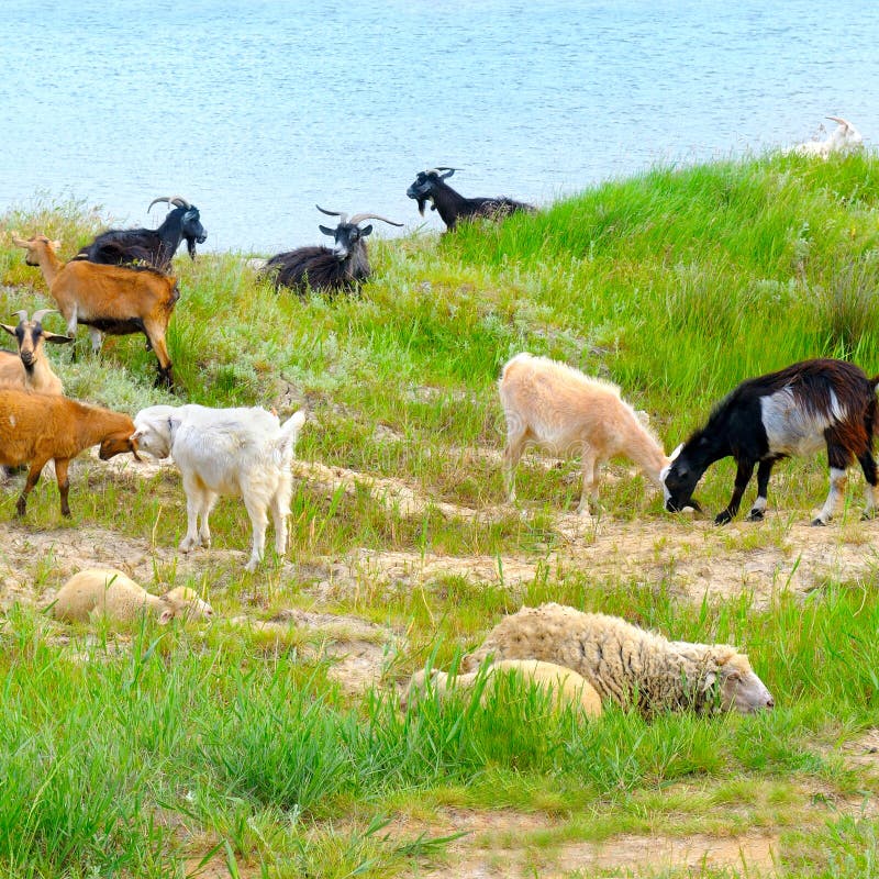 Goats grazing on pasture stock image. Image of animal - 63132629