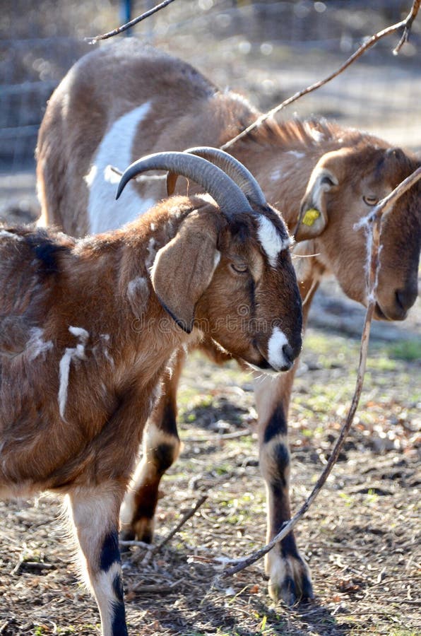 Goats stock photo. Image of bovidae, goats, spotted - 112936452