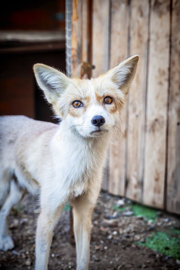 Domestic golden fox stock photo. Image of color, beast - 130362042