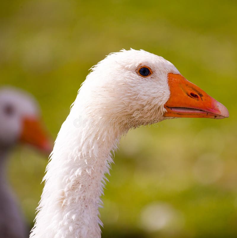 Domestic goose stock photo. Image of bill, goose, portrait - 22989622