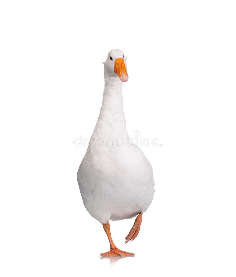 Domestic Goose, Anser Anser Domesticus, Standing and Looking Down Stock ...
