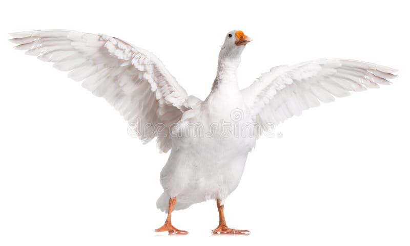 Domestic Goose, Anser Anser Domesticus, Standing and Looking Down Stock ...