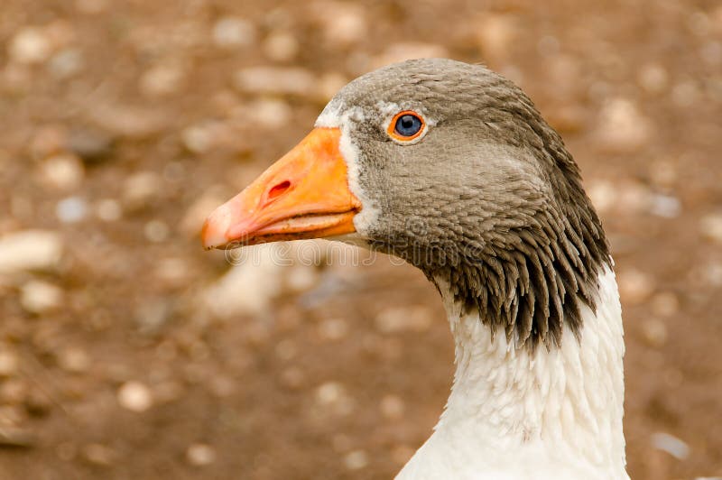 473 Goose Face Close Up Photos - Free & Royalty-Free Stock Photos from ...
