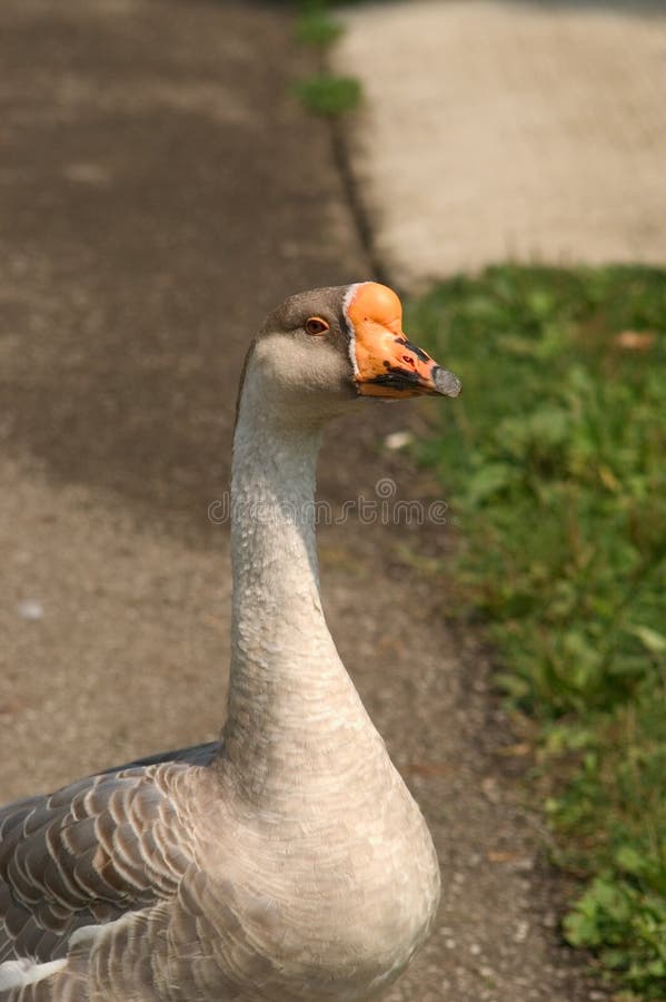 Domestic Goose - Gander Picture. Image: 17661