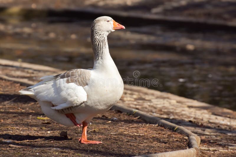 Domestic Goose stock image. Image of goose, feathers - 87431893