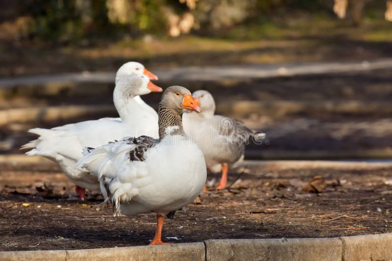 Domestic Goose stock image. Image of bird, anser, feathers - 87432669